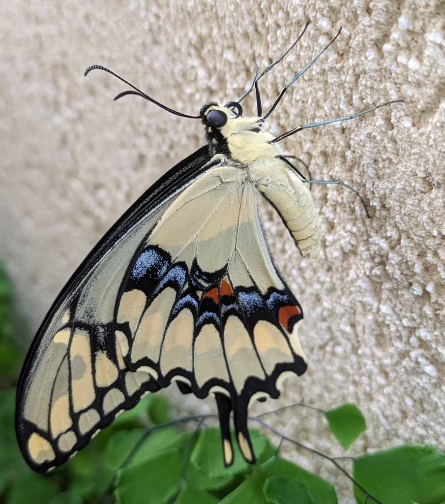Eastern Giant Swallowtail from Davie, FL 33317, USA on April 21, 2024 ...