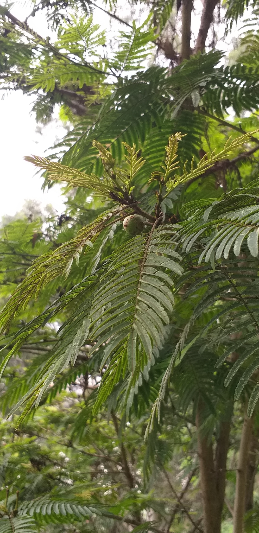 Calliandra pittieri Standl.