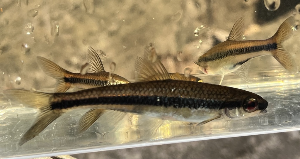 Ironcolor Shiner from High Springs, FL, US on February 24, 2024 at 12: ...