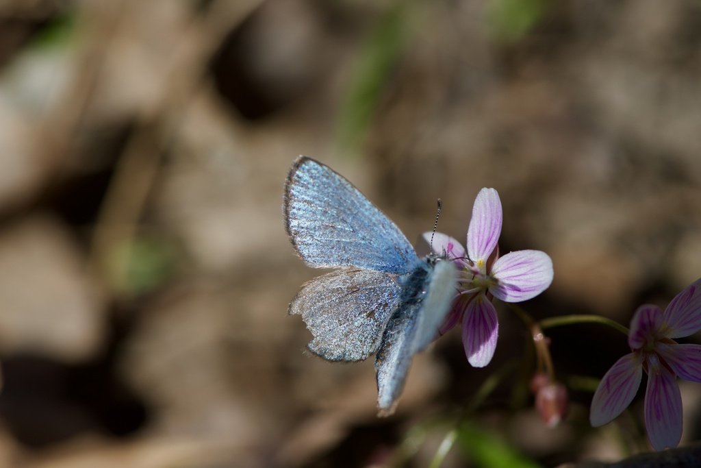 Spring Azure from Sugar Bottom Rd, Flintstone, MD, US on April 20, 2024 ...