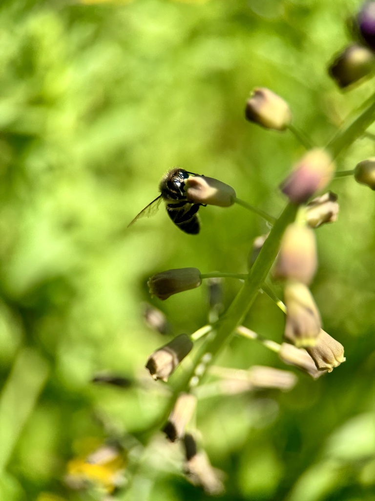 Western Honey Bee from União das freguesias de Condeixa-a-Velha e ...
