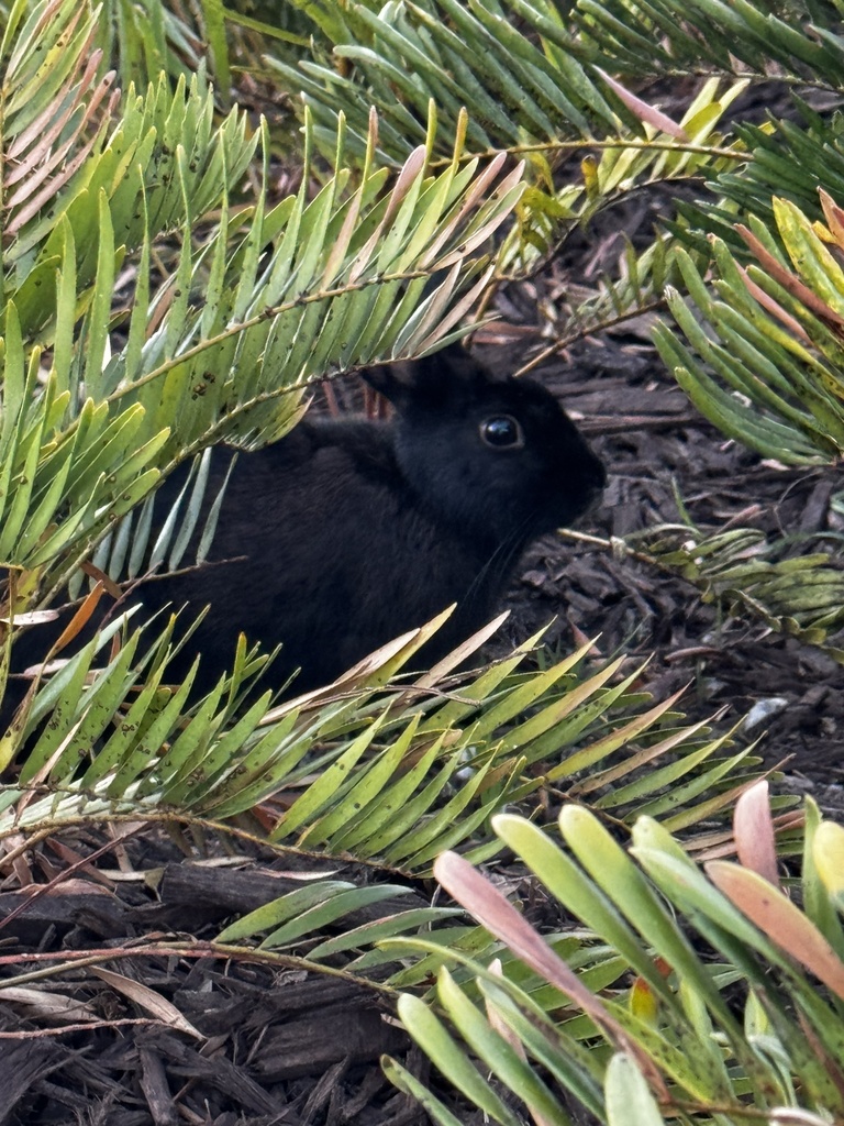 European Rabbit in April 2024 by nikonglass · iNaturalist