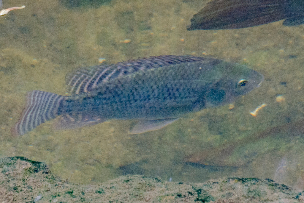 Nile Tilapia (Oreochromis niloticus) - Marine Life Identification