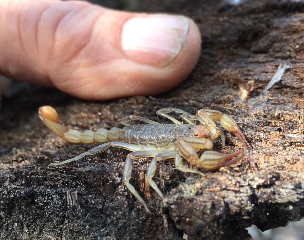 California common scorpion from 92019, El Cajon, CA, US on April 28 ...