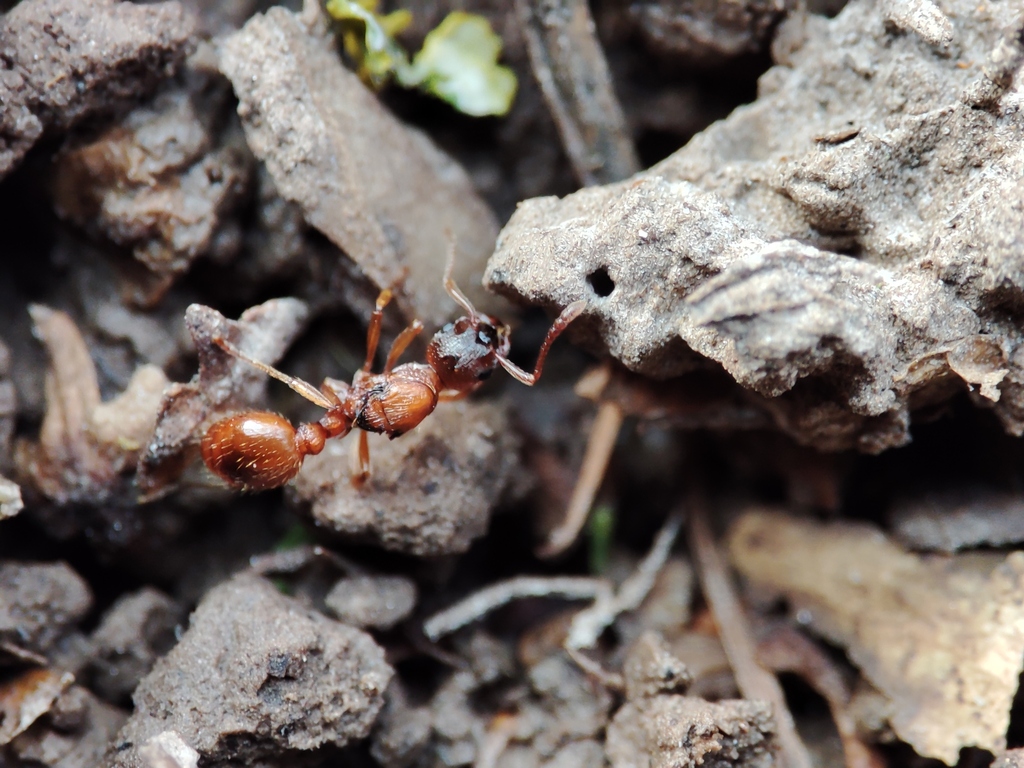 Furrowed Ants from Северо-Восточный административный округ, Москва ...