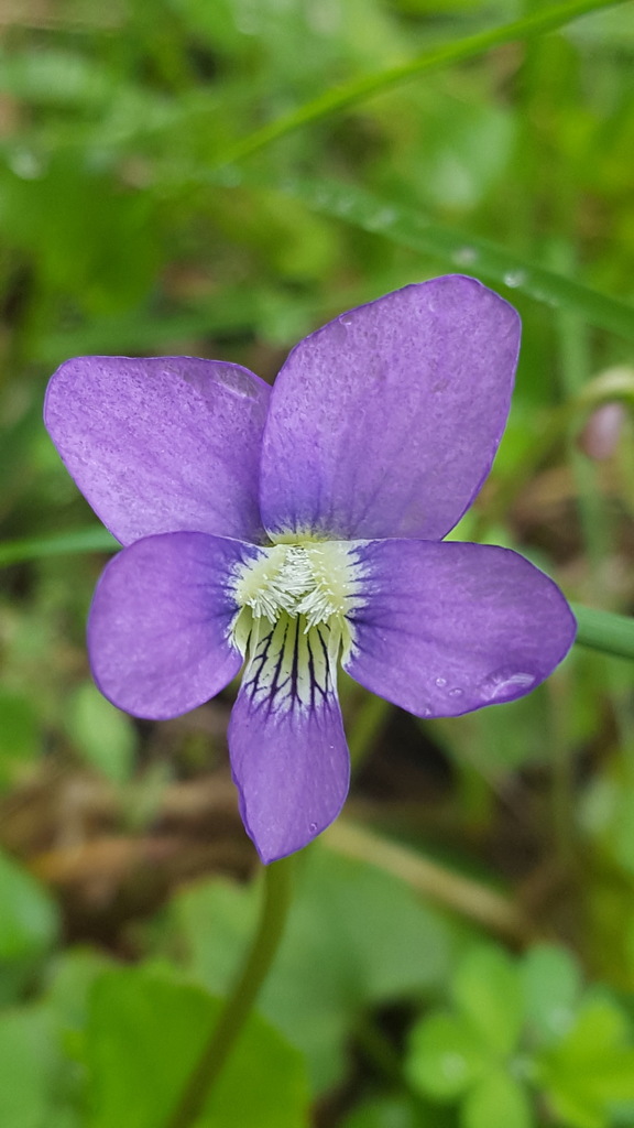 common blue violet (Alice's Wetland) · iNaturalist