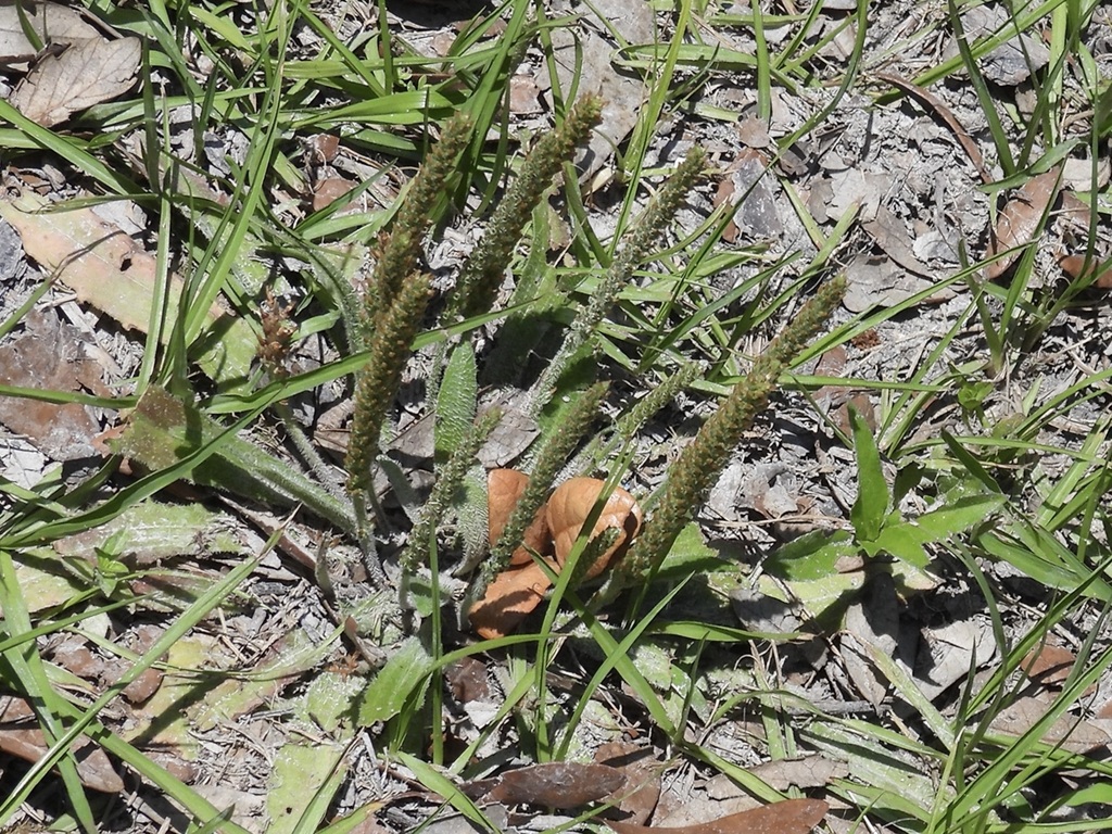 dwarf plantain from Seminole County, FL, USA on April 20, 2024 at 02:02 ...