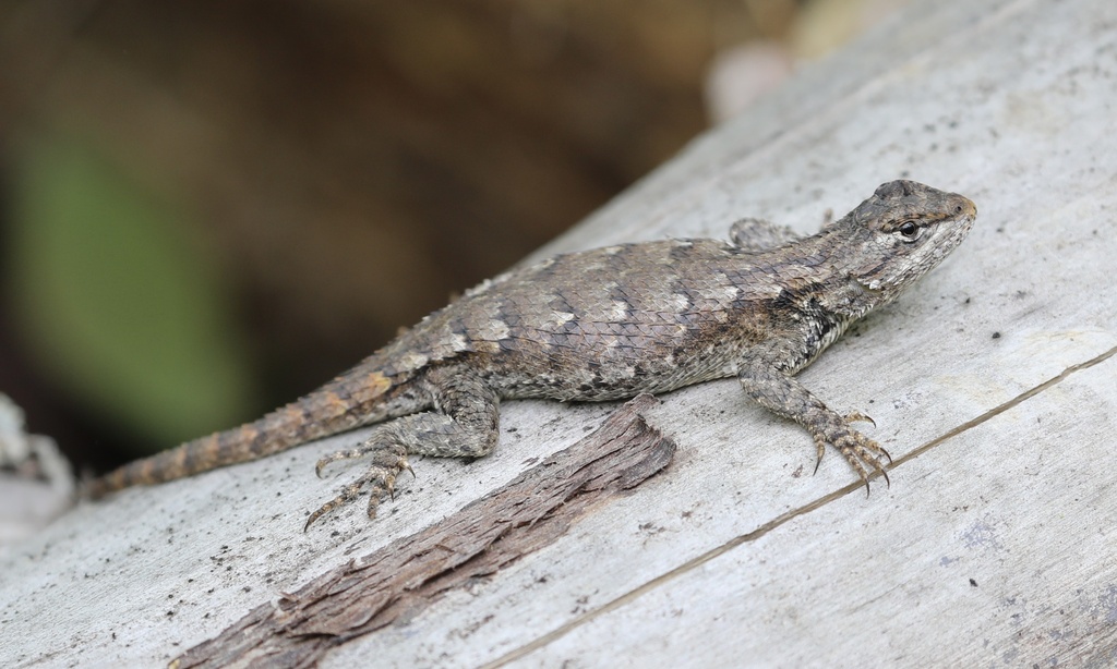 Eastern Fence Lizard from South Mountains State Park, Connelly Springs ...