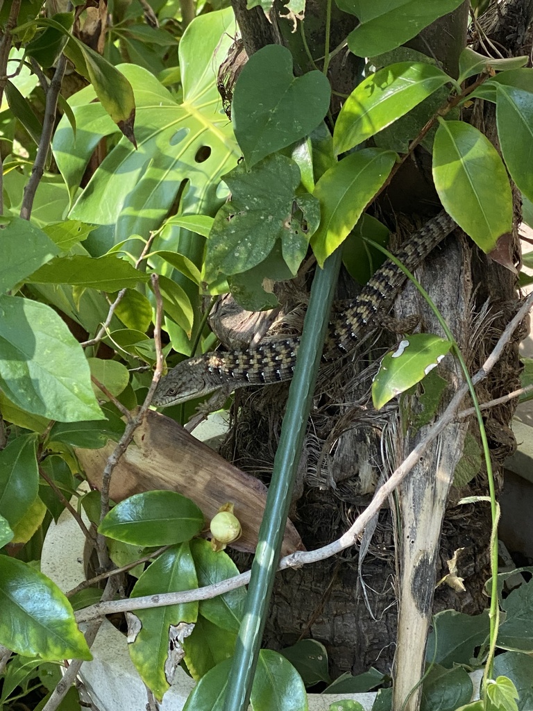 San Diego Alligator Lizard from Encino Verde Pl, Los Angeles, CA, US on ...