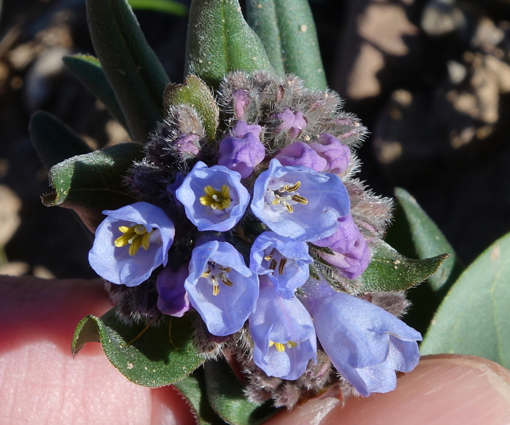 Shortstyle Bluebells from Garfield County, CO, USA on April 22, 2019 at ...