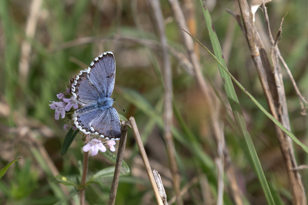 Baton Blue in April 2024 by Maurizio Sighele · iNaturalist