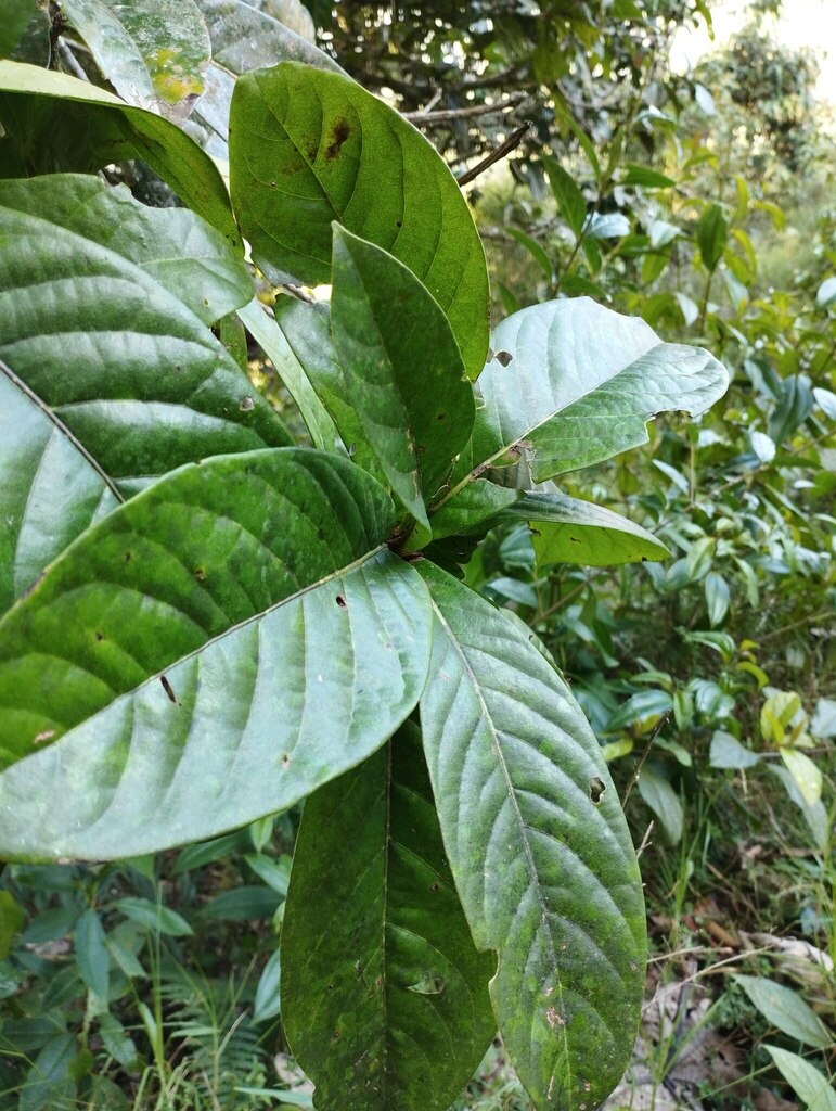 Aniba robusta from Garagoa, Boyaca, Colombia on April 12, 2024 at 04:41 PM by Juan Camilo Muñoz ...