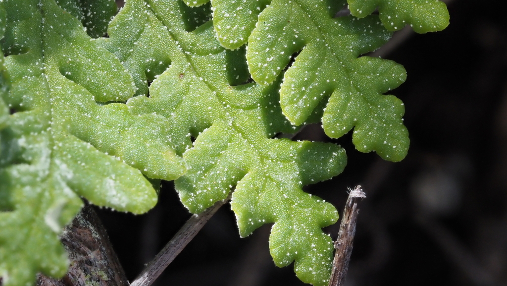 Rebman's Silverback Fern from San Diego County, CA, USA on April 19 ...