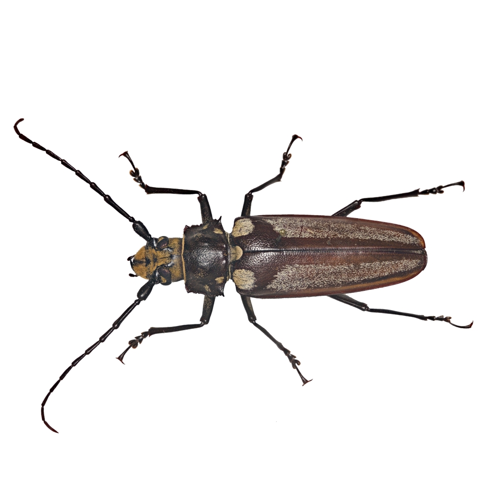 Callipogon lemoinei (Insectos Papa´s Place) · iNaturalist