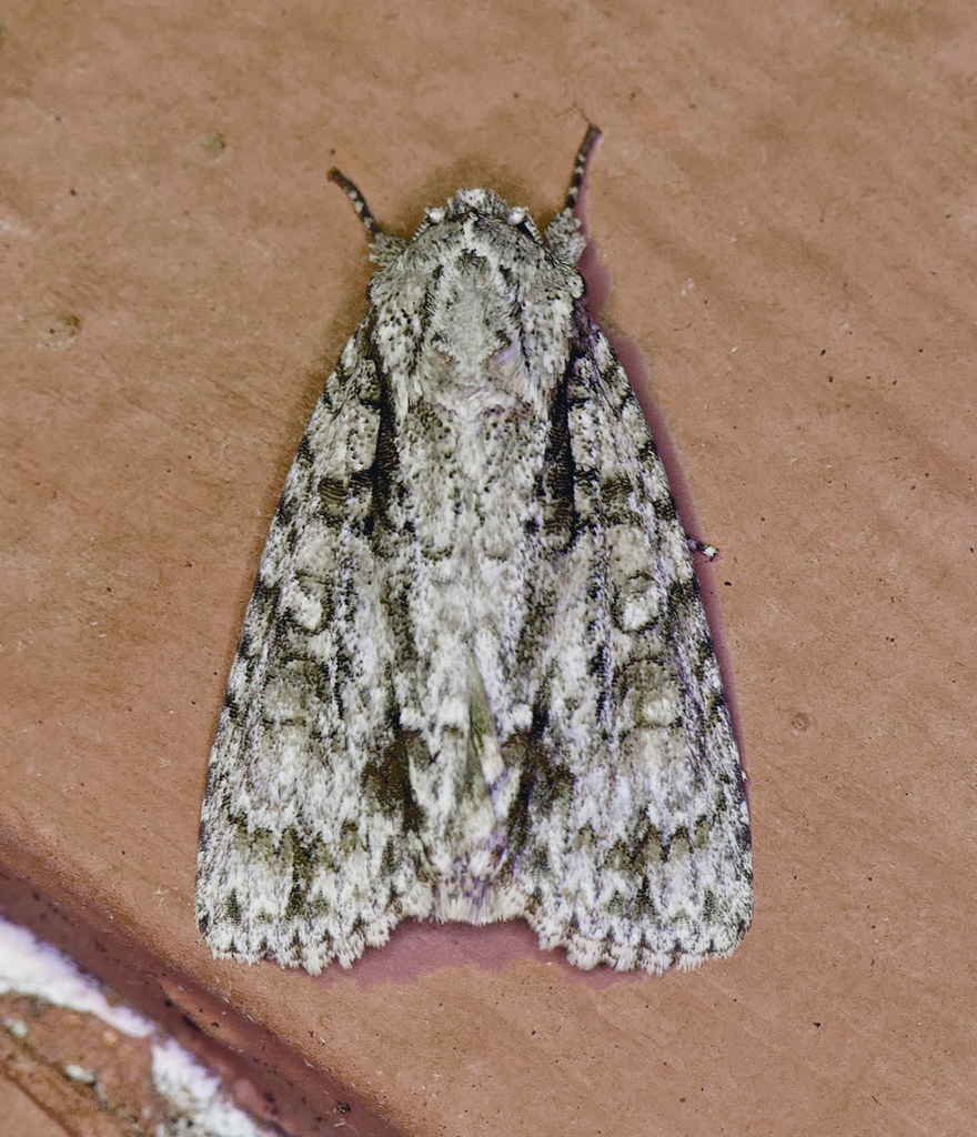 Hesitant Dagger (Pennsylvania Moths) · iNaturalist