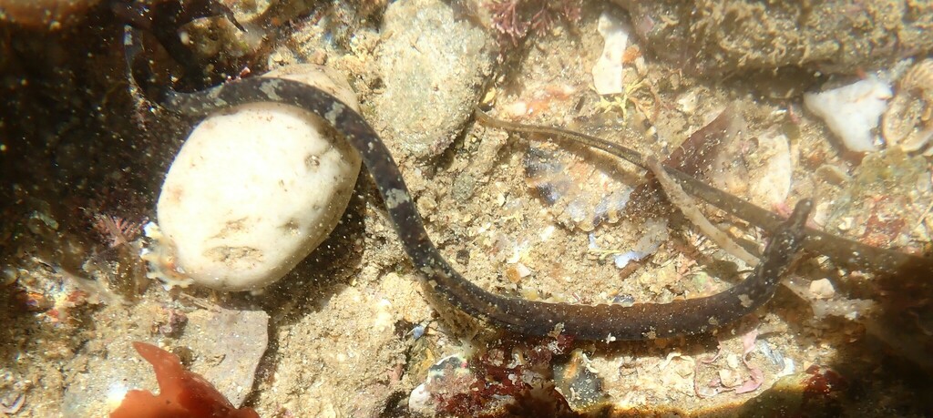 Worm Pipefish from swanpool beach falmouth on April 21, 2024 at 11:51 ...