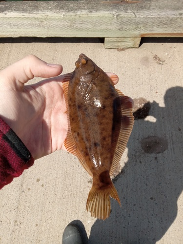 Observations by tomcod · iNaturalist