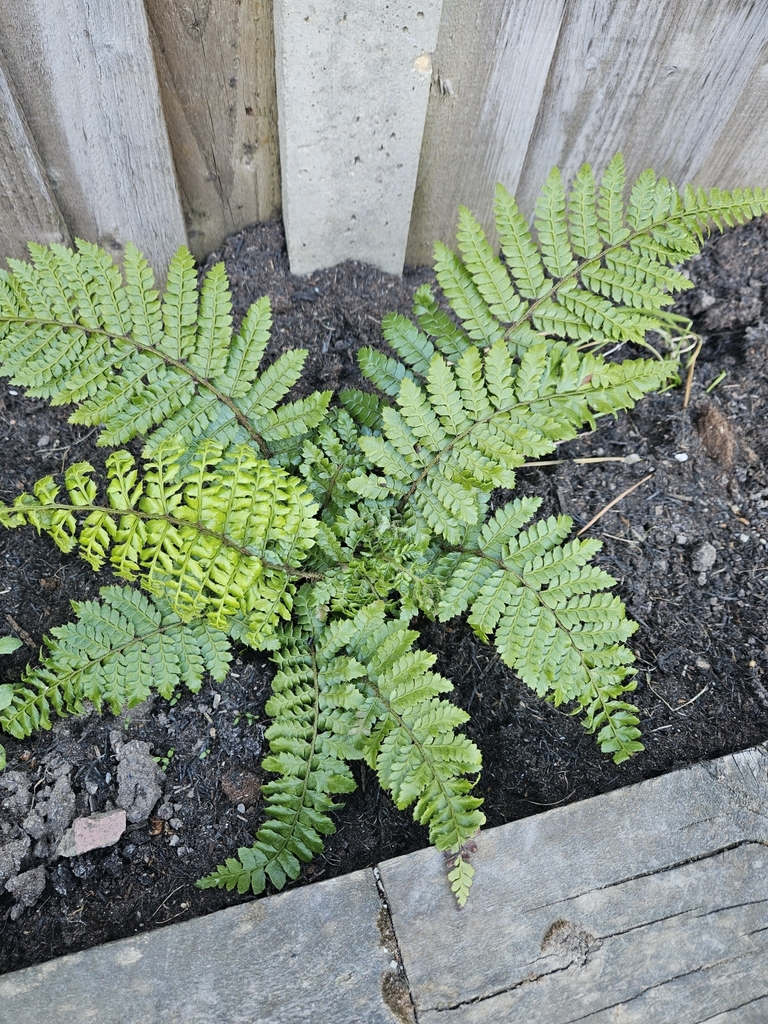 shield ferns from Wembley HA9, UK on 21 April, 2024 at 06:20 PM by ...