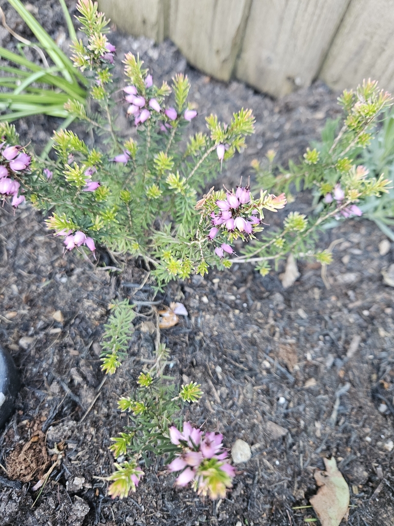 Spring Heath from Wembley HA9, UK on April 21, 2024 at 06:22 PM by ...