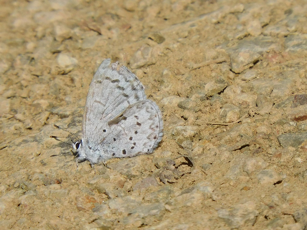 Holarctic Azures in April 2024 by smuller. observed on a Maryland ...