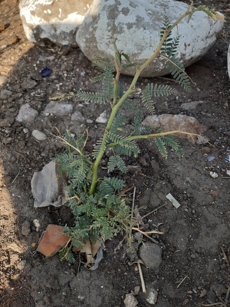 thorn trees from 76229 Qro., México on April 19, 2024 at 05:31 PM by ...