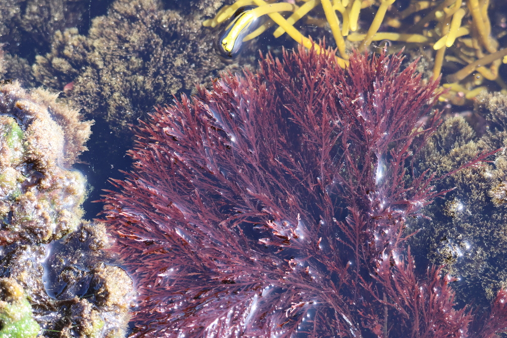 Gelidium (rocky shore Mariana) · iNaturalist
