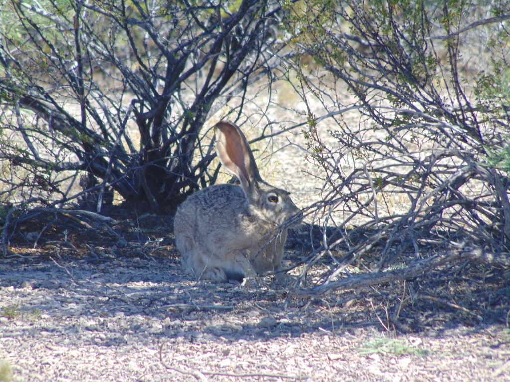 Black-tailed Jackrabbit from Mapimí, Dgo., México on April 20, 2019 at ...