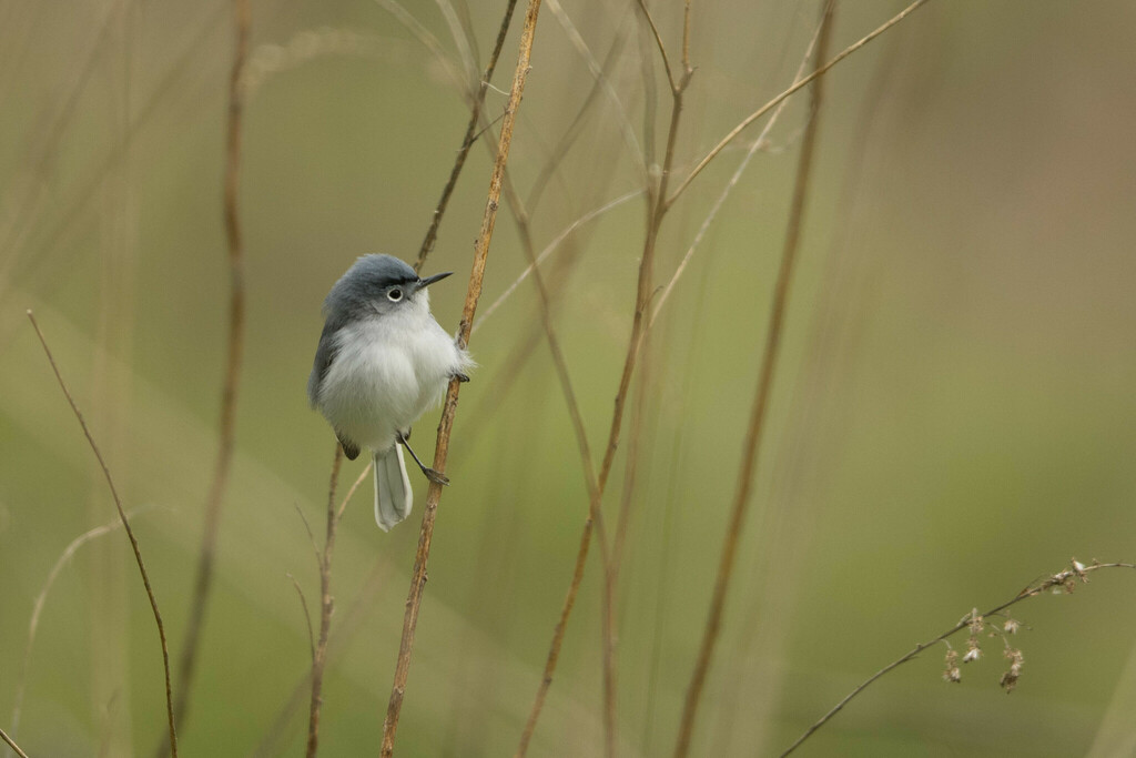 Eastern Blue-gray Gnatcatcher from Hockessin, DE, USA on April 21, 2024 ...