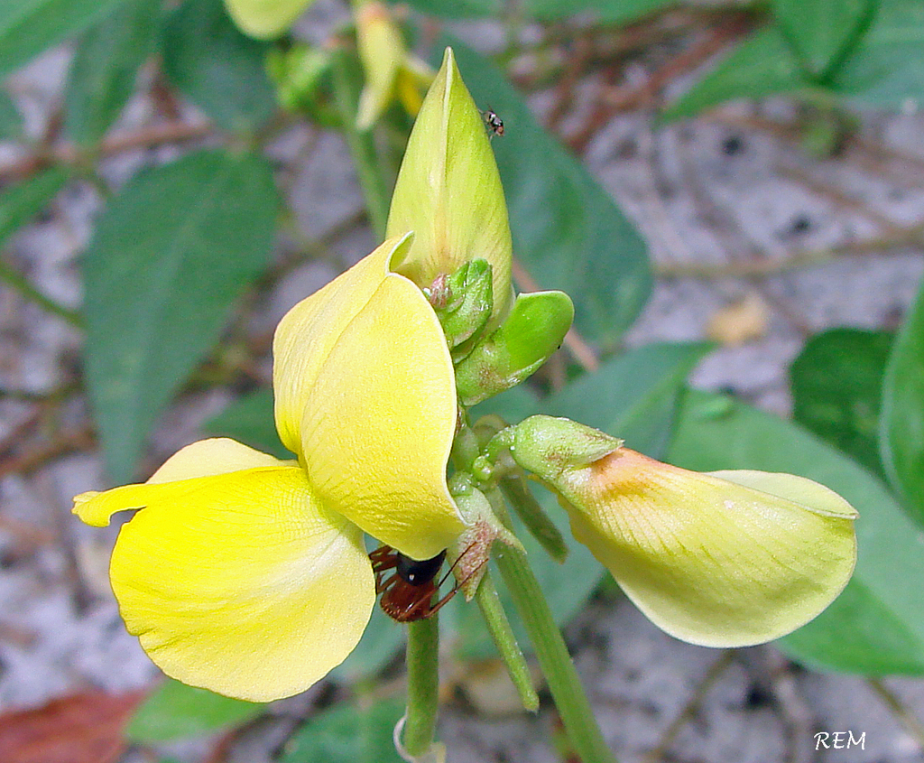 Rattlebush from Braden River Park, Bradenton, FL on April 30, 2017 at ...