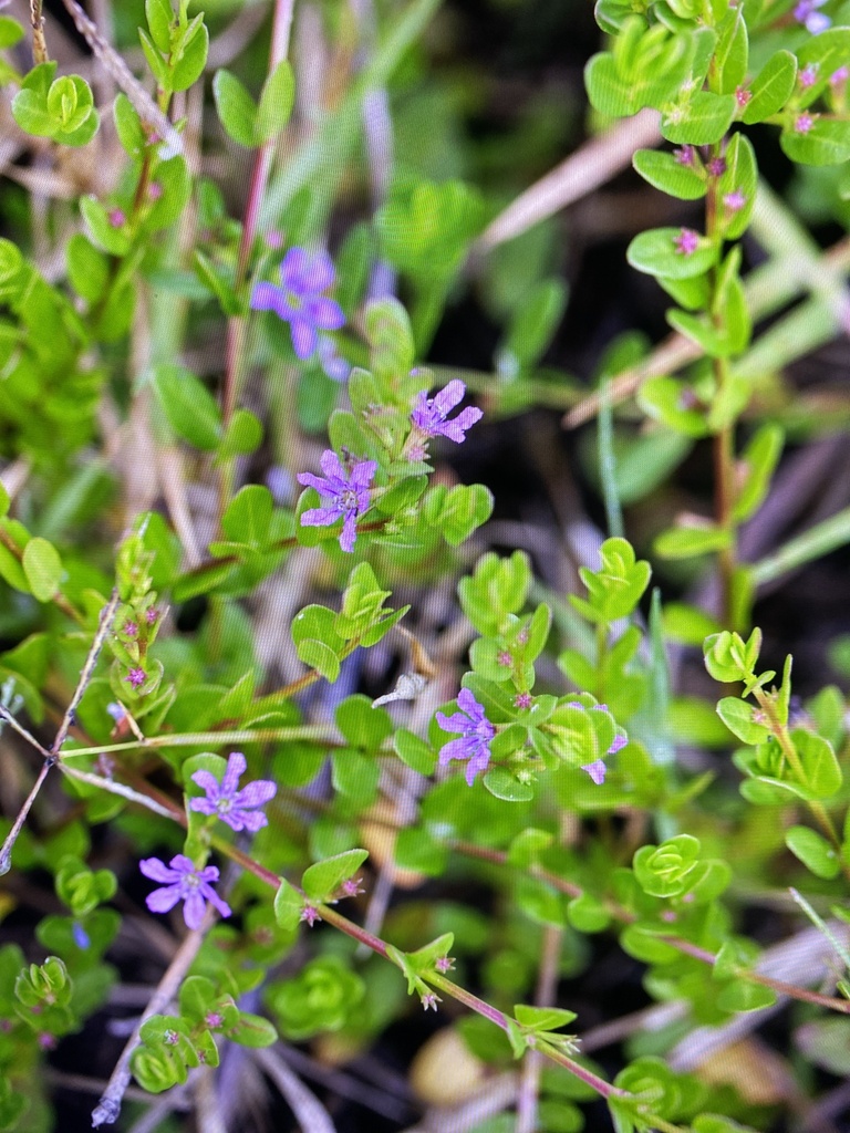 Florida Loosestrife from Porpoise Rd, Venice, FL, US on April 21, 2024 ...