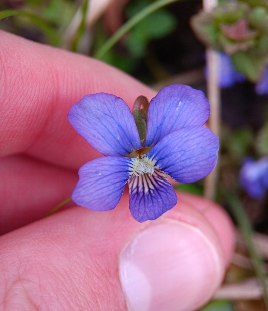 common blue violet from Wenham, MA 01984, USA on April 21, 2024 at 01: ...