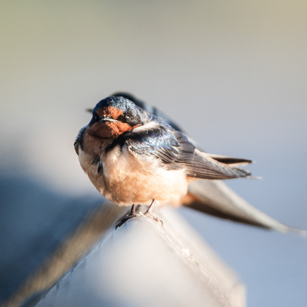 Barn Swallow from Billy Frank Jr. Nisqually National Wildlife Refuge ...