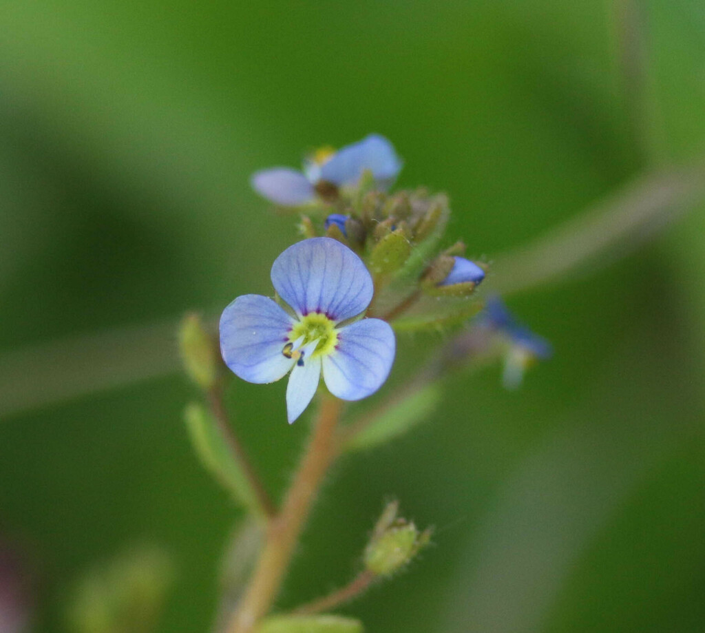 French Speedwell (Veronica acinifolia) - Botanical Realm