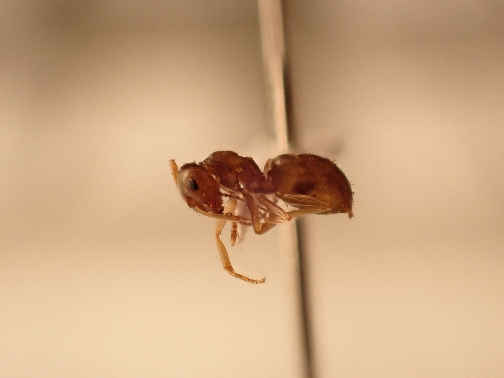 Turfgrass Ant from Franklin County, MO, USA on October 27, 2023 at 02: ...