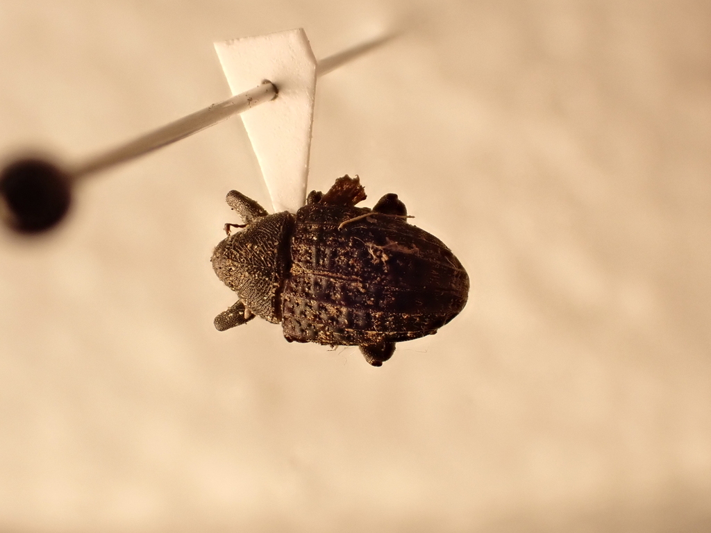 True Weevils from Franklin County, MO, USA on October 27, 2023 at 02:11 ...