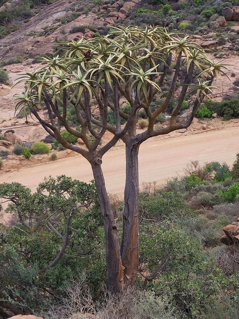Quiver Tree in September 2022 by HaRiKo · iNaturalist