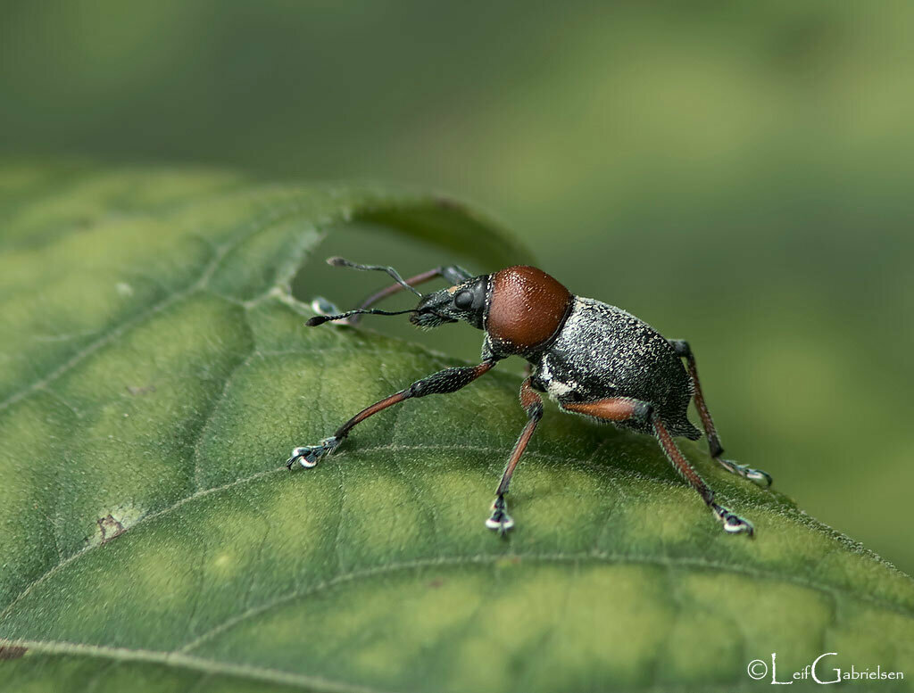Dolichocephalocyrtus ruficollis from Mt. Kitanglad above Dalwangan ...