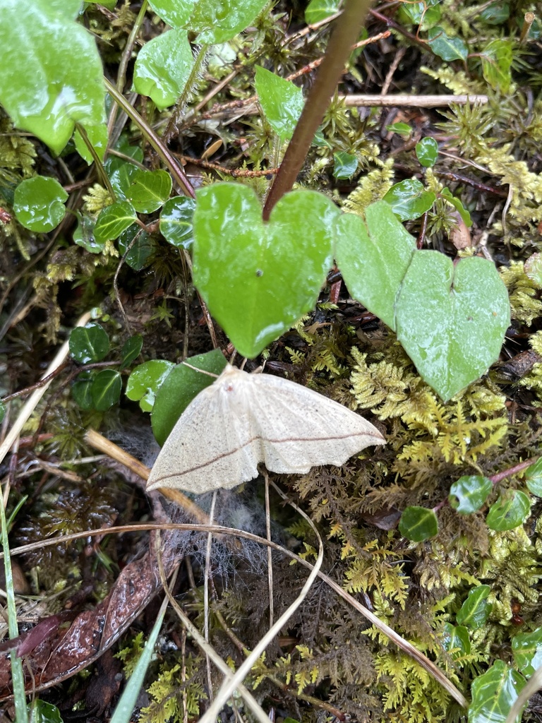 Yellow Slant-line from Great Smoky Mountains National Park, Gatlinburg ...