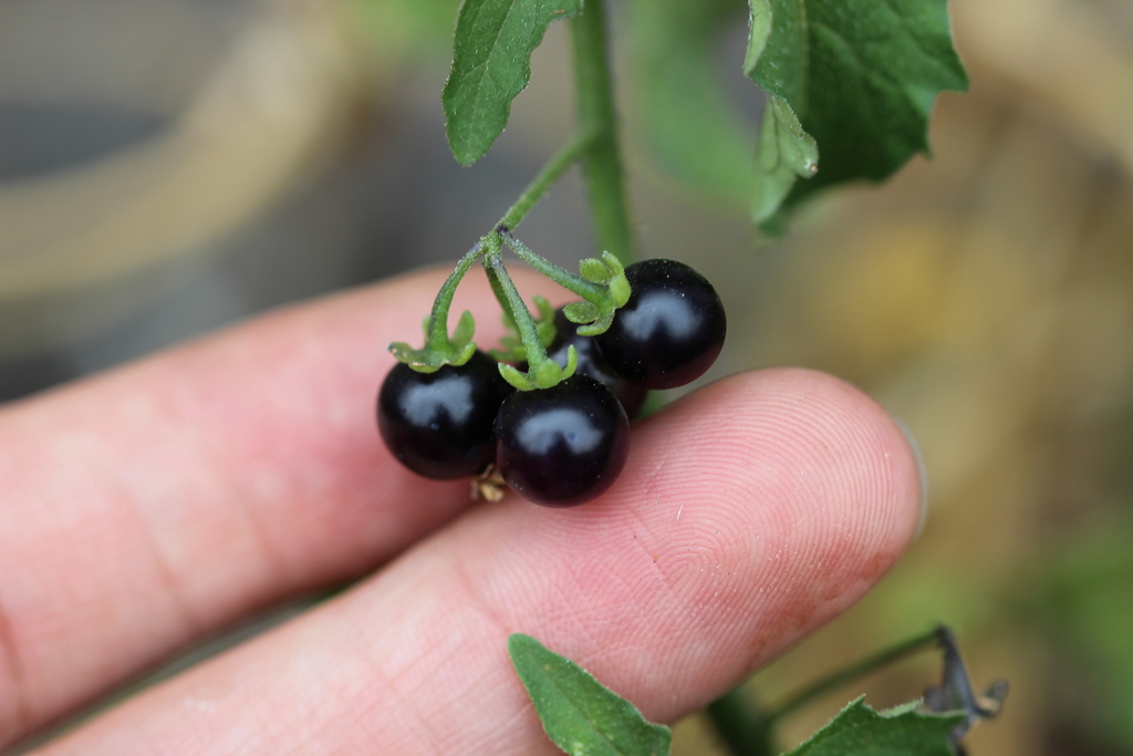 American black nightshade in April 2019 by kevomc · iNaturalist