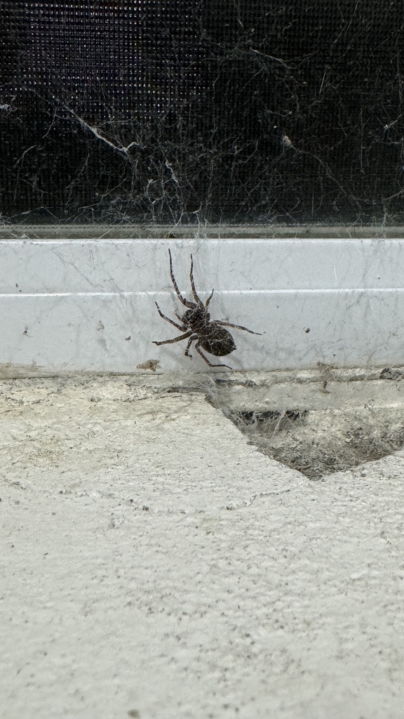 Grey House Spider from Lago Guaíba, RS, BR on April 20, 2024 at 06:39 ...