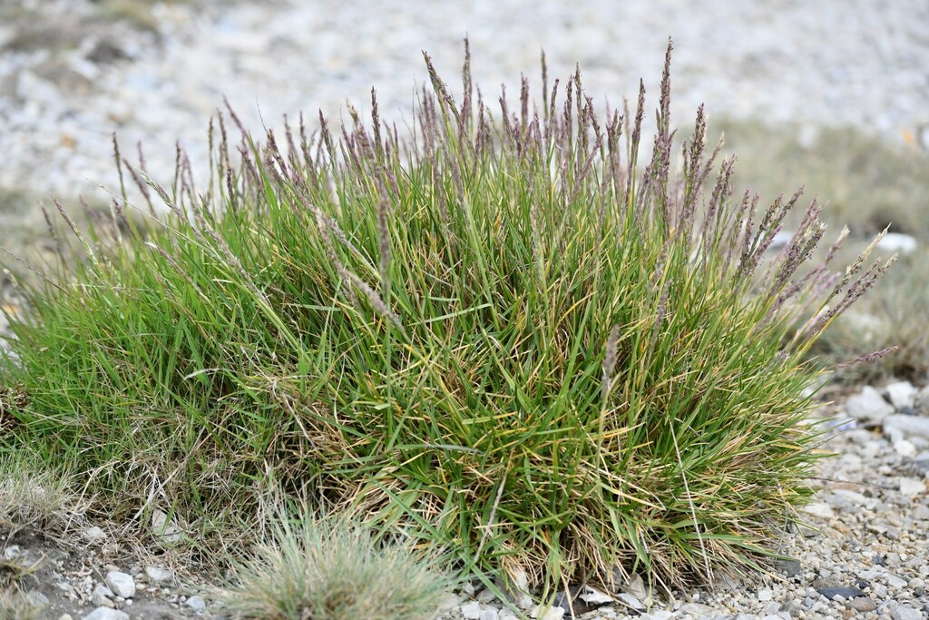 Spiky grass (Nicoraepoa robusta) - Botanical Realm