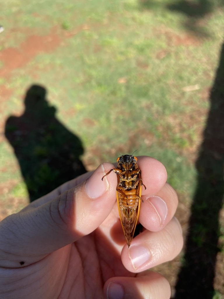 Riley's 13-Year Cicada from Wild Animal Safari, Pine Mountain, GA, US ...