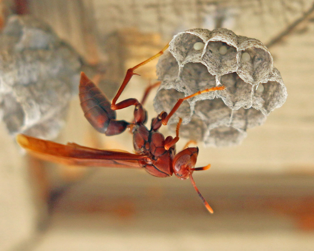Sonoran Red Paper Wasp from Santa Cruz County, AZ, USA on April 20 ...