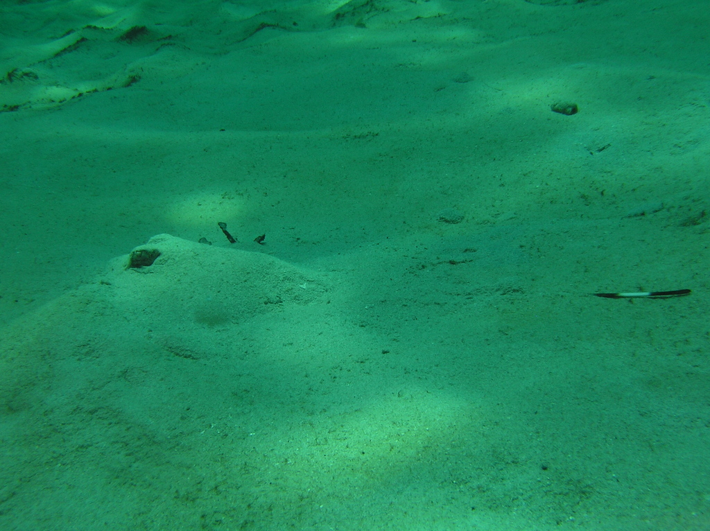 Oriental Bluespotted Maskray from ARP Gaya Sands on July 9, 2008 at 12: ...
