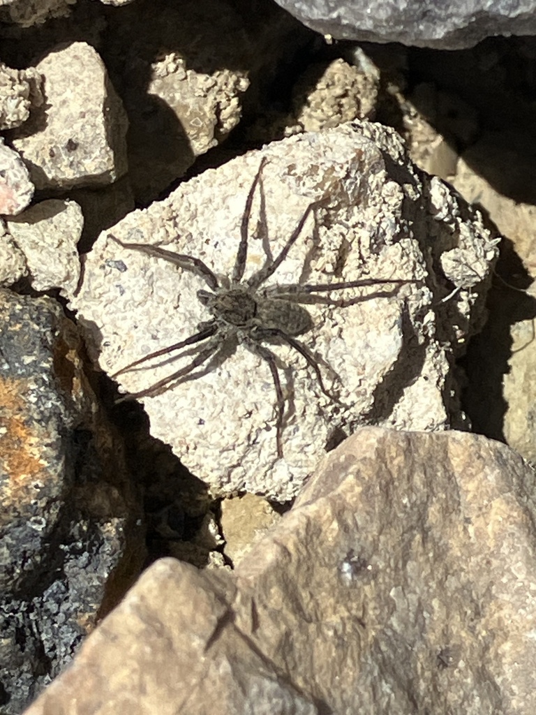 Stone Spider from Yahara River, Stoughton, WI, US on April 21, 2024 at ...