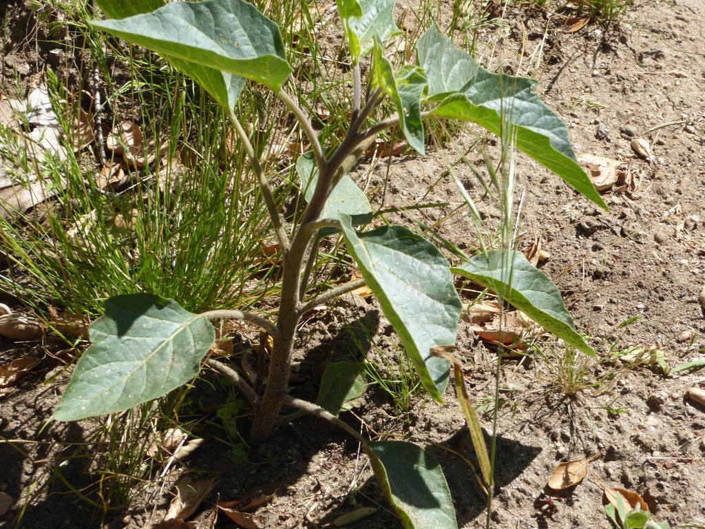 Sacred Datura from Barrett Junction, CA 91917, USA on April 16, 2024 at ...