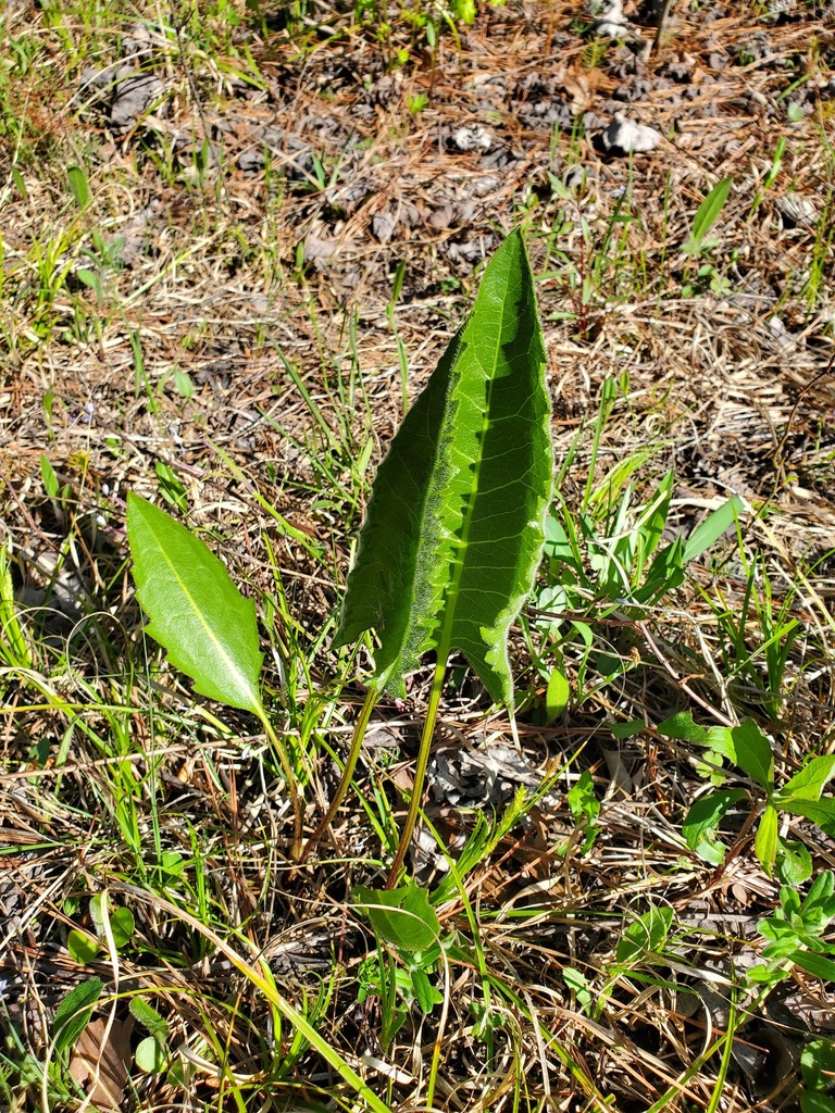 prairie dock from Ashville, AL, USA on April 12, 2024 at 04:07 PM by ...