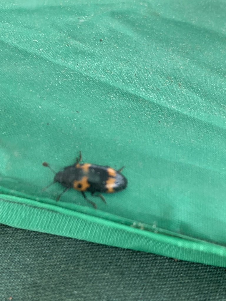 Red-banded Fungus Beetle from Lick Creek Park, College Station, TX, US ...