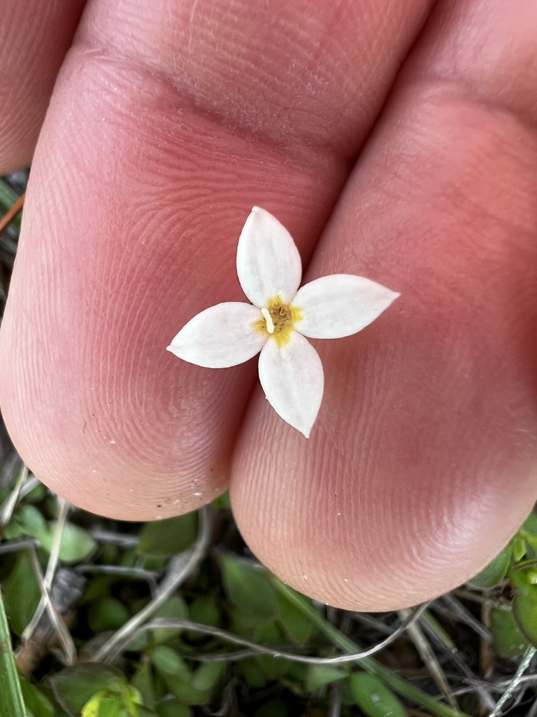 roundleaf bluet from Chinsegut Wildlife and Environmental Area Trail ...