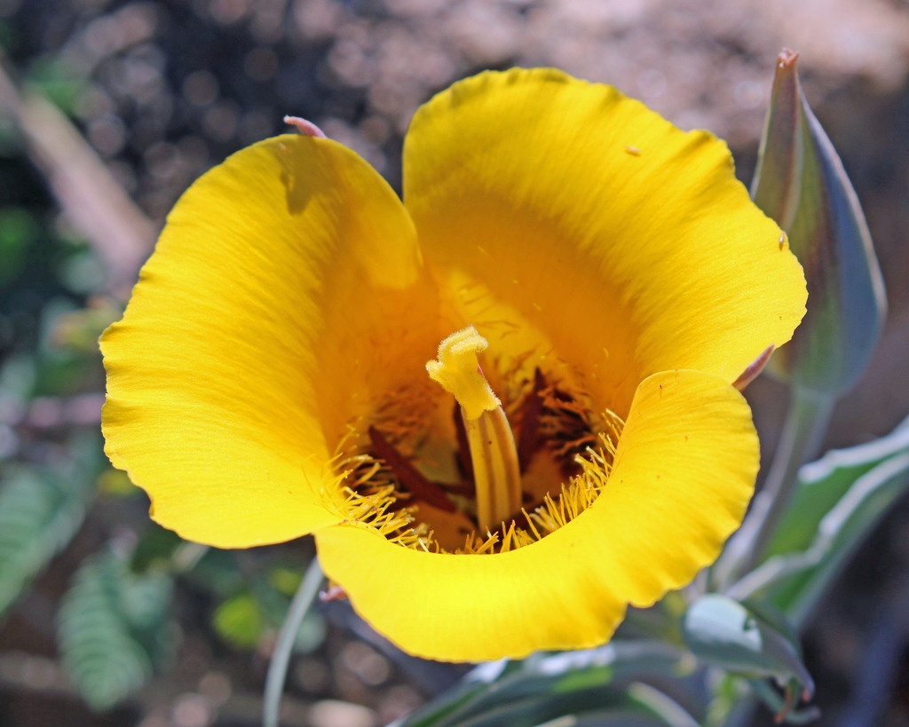 desert mariposa lily from Santa Cruz County, AZ, USA on April 20, 2024 ...